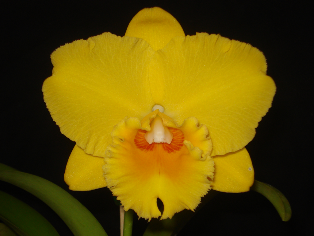 Quality Orchids and African Violets - Robertson Orchids