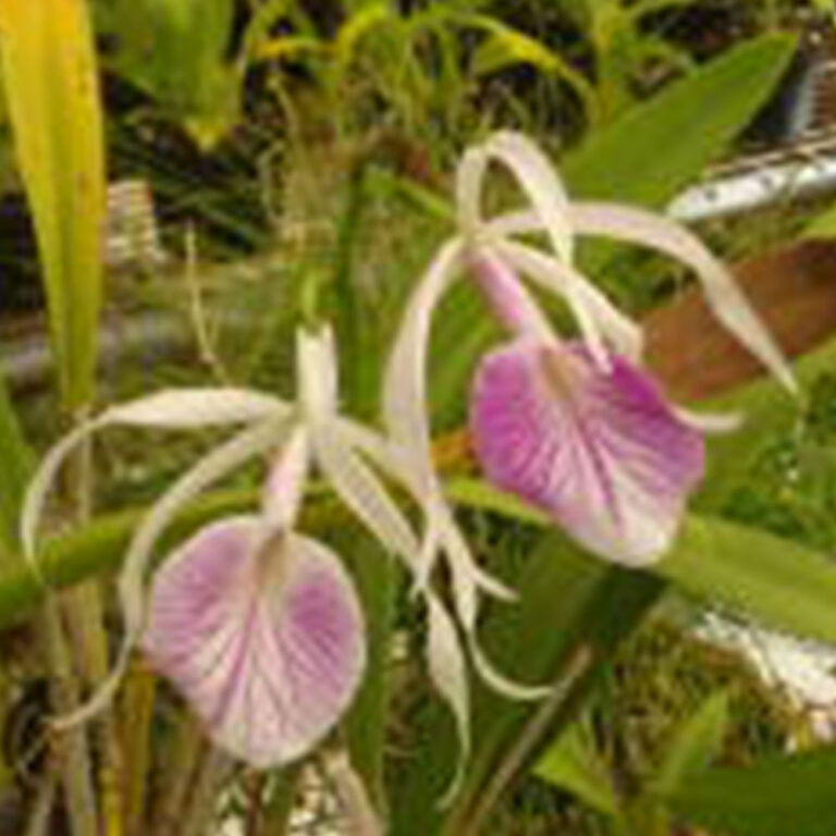 Cattleyas Archives - Robertson Orchids