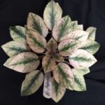 Catalogue - Robertson Orchids