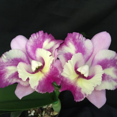 Cattleyas Archives - Robertson Orchids