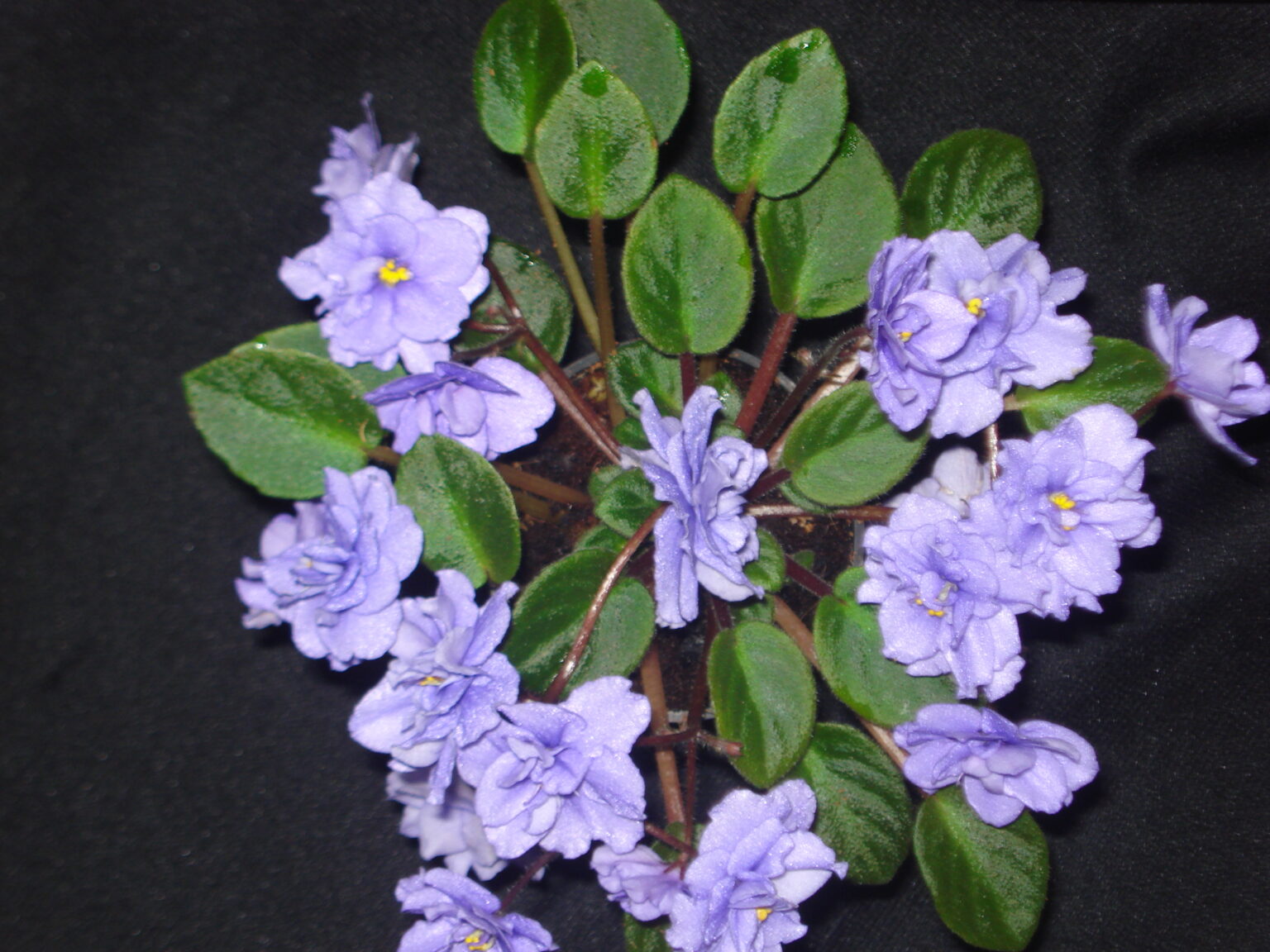African Violet Miniature Everdina. 50mm pots. - Robertson Orchids
