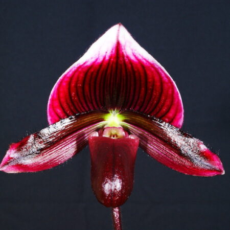 Paphiopedilum Archives - Robertson Orchids