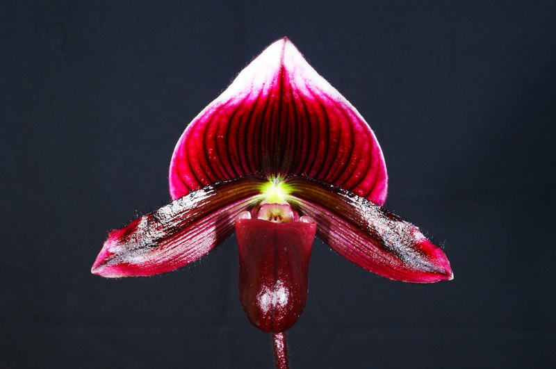 Paph. Doya Atian Mirage x Red Shift. Flowering size. - Robertson Orchids