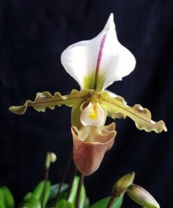 Paphiopedilum Archives - Robertson Orchids