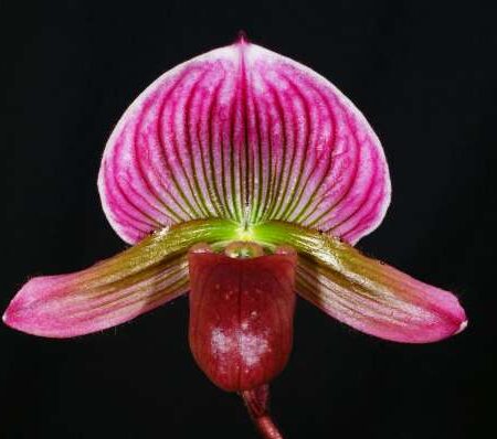Paphiopedilum Archives - Robertson Orchids