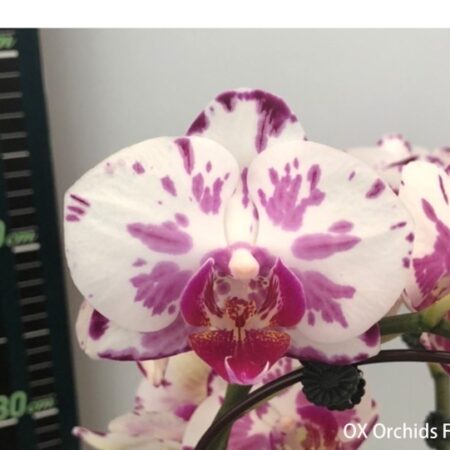 Phalaenopsis Archives - Robertson Orchids