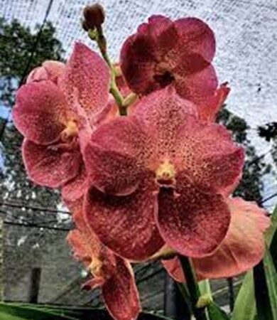 Catalogue - Page 6 of 6 - Robertson Orchids