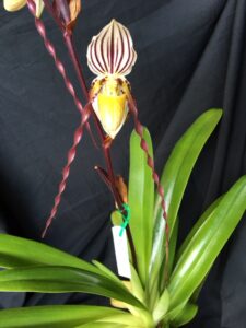 Paph. philippinense 'An Original' x sib 'Bear'. 50mm pots. - Robertson ...