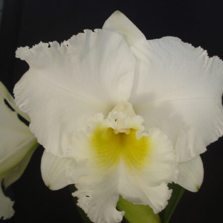 Catalogue - Page 3 of 8 - Robertson Orchids