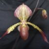 Paphiopedilum Archives - Robertson Orchids