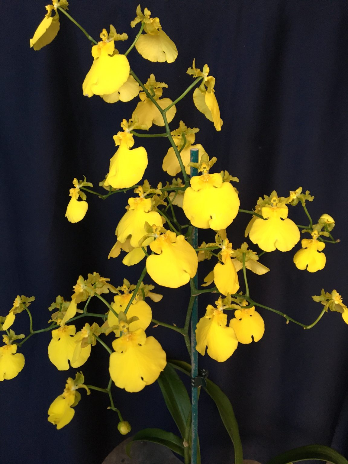 Oncidium Sweet Sugar 'Lemon Drop'. Flowering Size. - Robertson Orchids