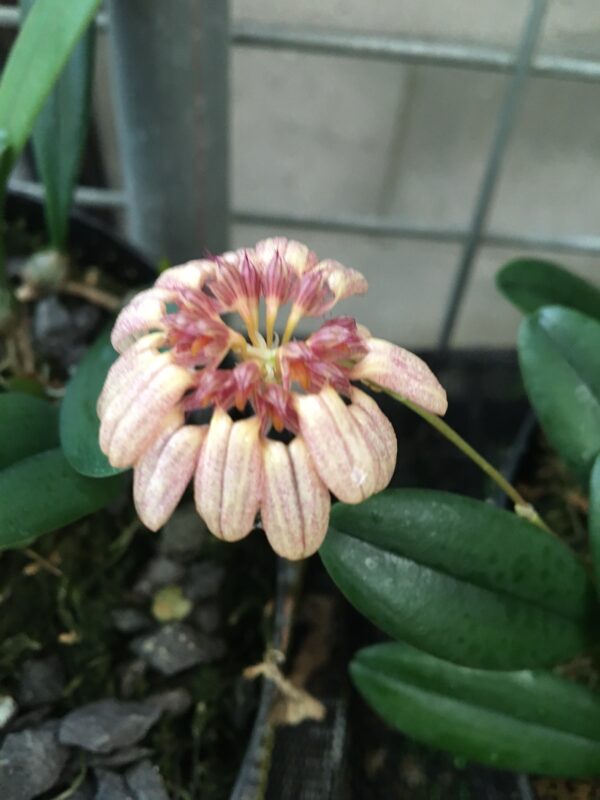 Bulbophyllum sikkimense. FS in 70mm pots. - Robertson Orchids